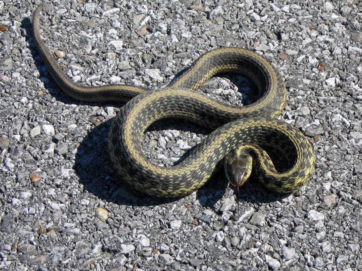 Snakes of Door County: A Guide - Hello Door County