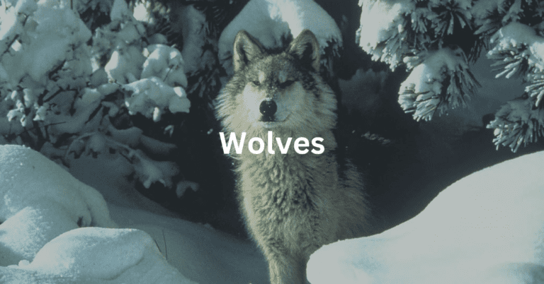 Does Door County Have Wolves? - Hello Door County