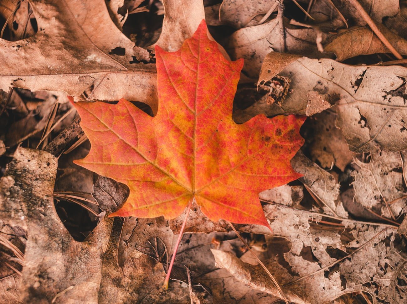 10 Best Places to See Fall Colors in Wisconsin - Hello Door County